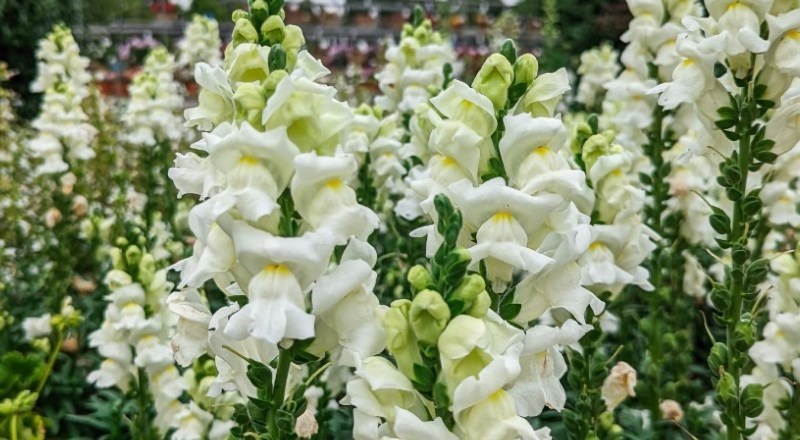 Antirrhinum (Snapdragon) Rust and How to Fight the Fungus