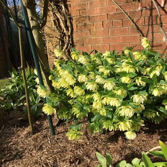 Strulch Organic Wheat Straw Mulch 100L