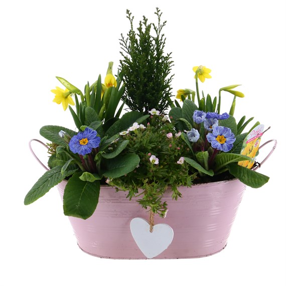 Mother's Day Planted Medium Pink Trough Bedding Outdoor Arrangement