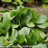 Perennial Plants in a 2L Pot