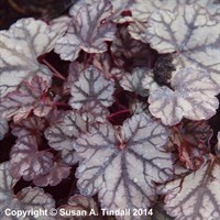 Perennial Plants in a 2L Pot