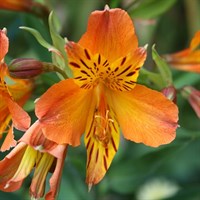 Perennial Plants in a 2L Pot