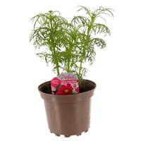 Perennial Plants in a 2L Pot