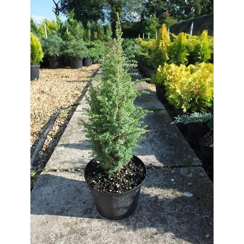 Dwarf Upright Conifers