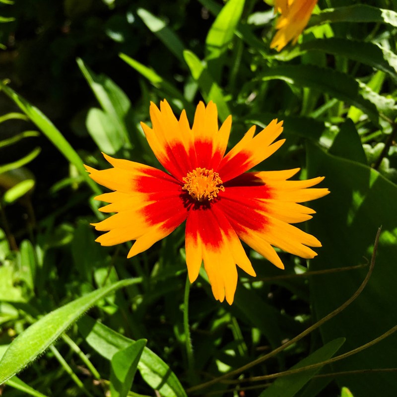 Coreopsis Solar Jewel 2L Pot - Set of 3