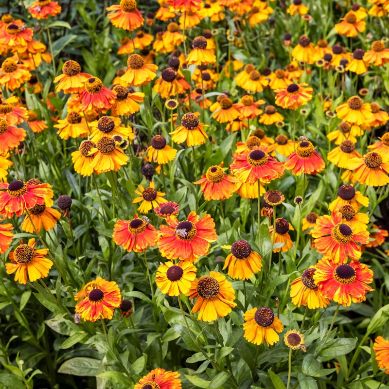 Helenium Sahins 2L Pot - Set of 3