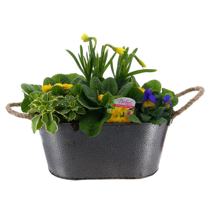 Mother's Day Planted Grey Metal Trough Bedding Outdoor Arrangement