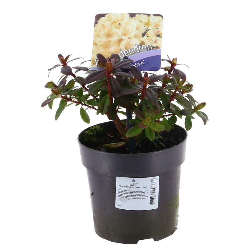Wren' Dwarf Rhododendron - 13cm Pot